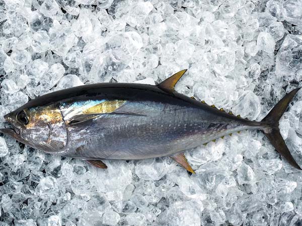Arabian sea fisheries Co